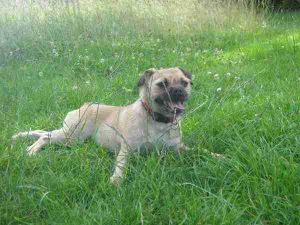 Jug Dogs - The Complete Owners Guide to Jugs